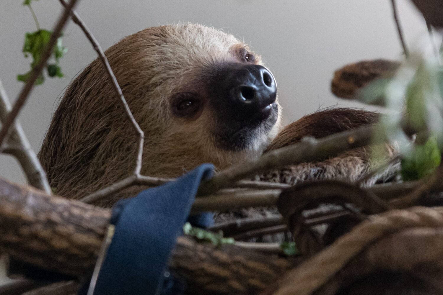 The Denver Zoo is Giving You a Chance to Hang Out with Their Sloths Up ...