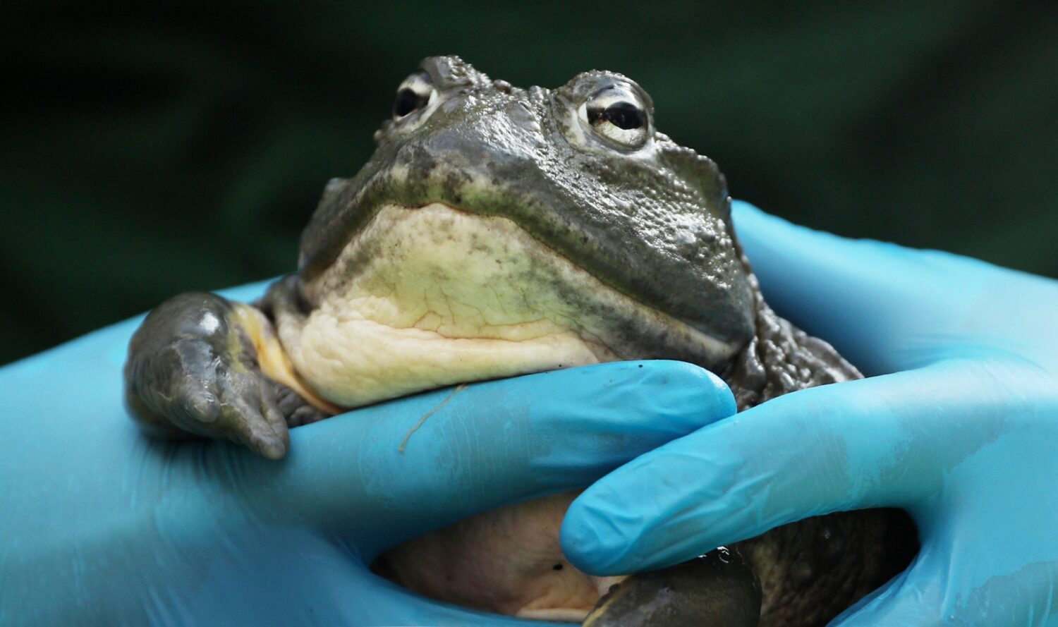 A Colorado Border State is Encouraging the Public to Catch and Eat ...