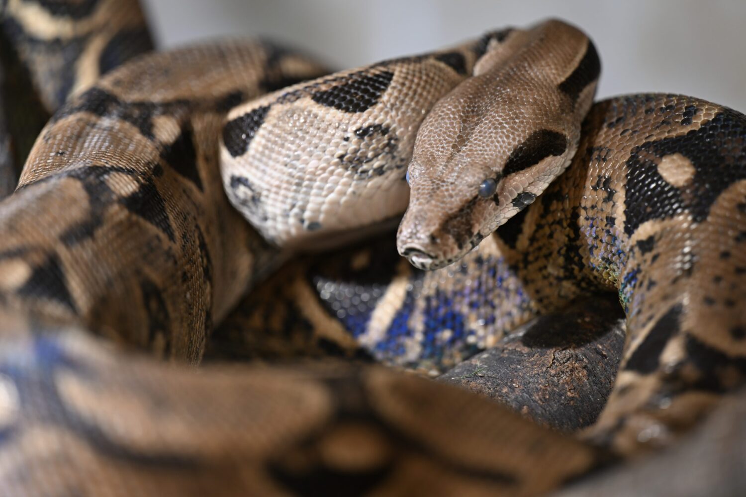 Colorado Woman Finds 10 Snakes Inside Walls After Moving Into Home