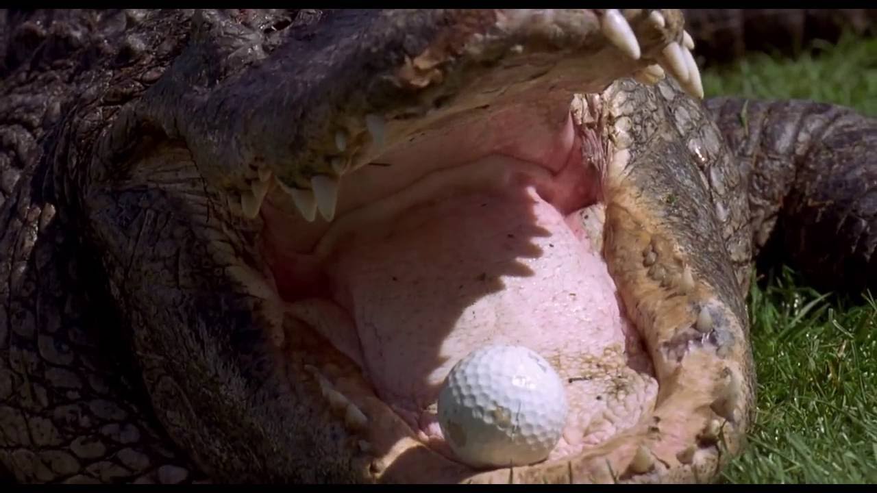 Did you know the famous gator from 'Happy Gilmore' now lives in ...